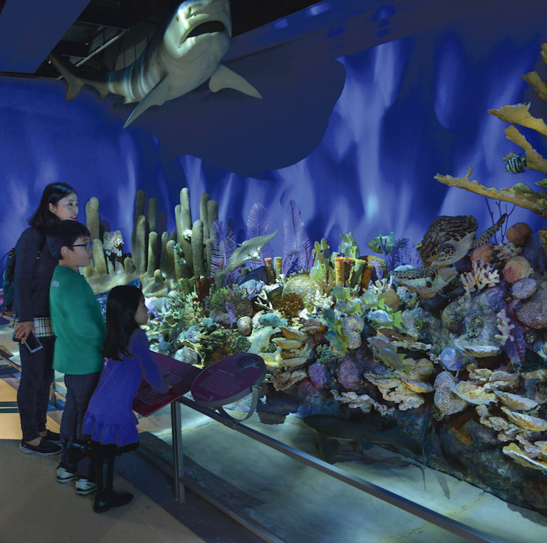 Experience Cuba Without Leaving NYC Thanks To AMNH’s Newest Exhibit ...